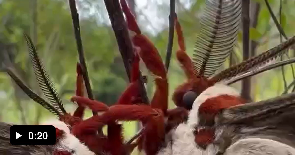 Cecropia moth are beautiful silk moths with reddish bodies and black to ...