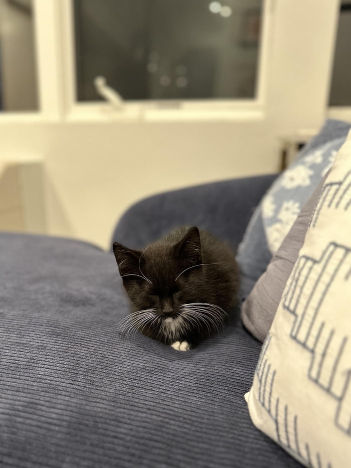 Smol Potato - 9GAG