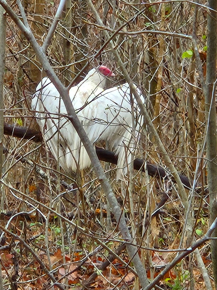 Leucistic turkey vulture. Western Kentucky. - 9GAG