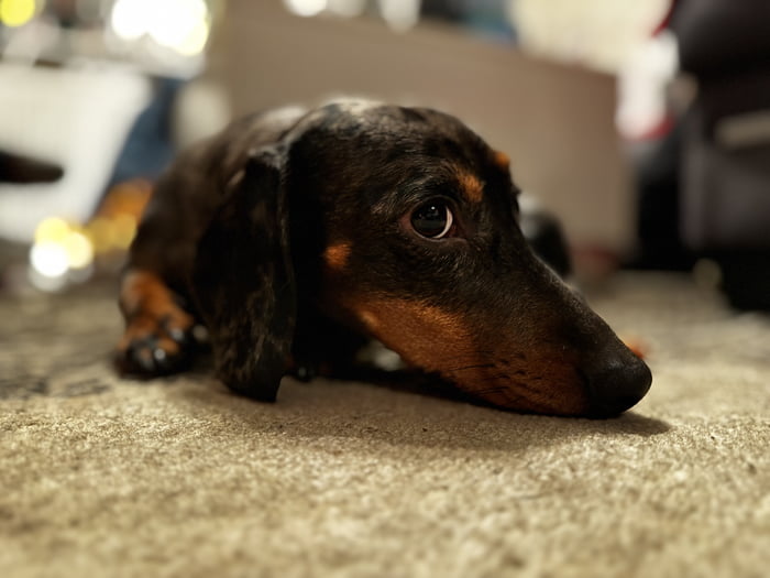Meet Hermann The German 9gag