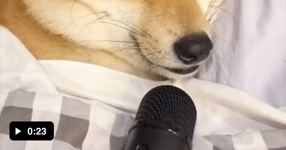 Cheemo vs doggo - 9GAG