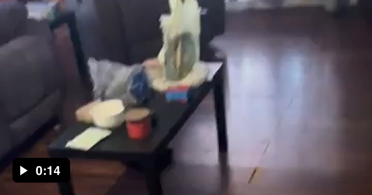 G dog tippy taps / wiggle butt - 9GAG