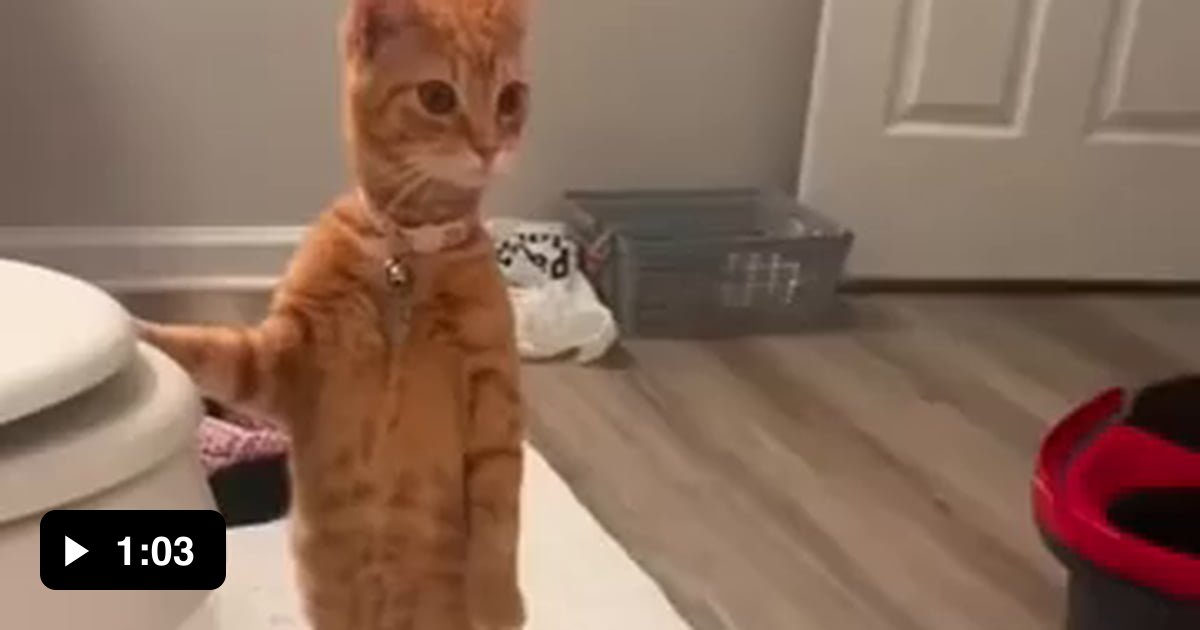 Cats are spectacular - 9GAG