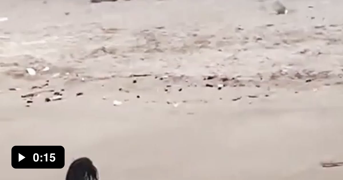 Unknown Creature Found on Panama Beach - 9GAG