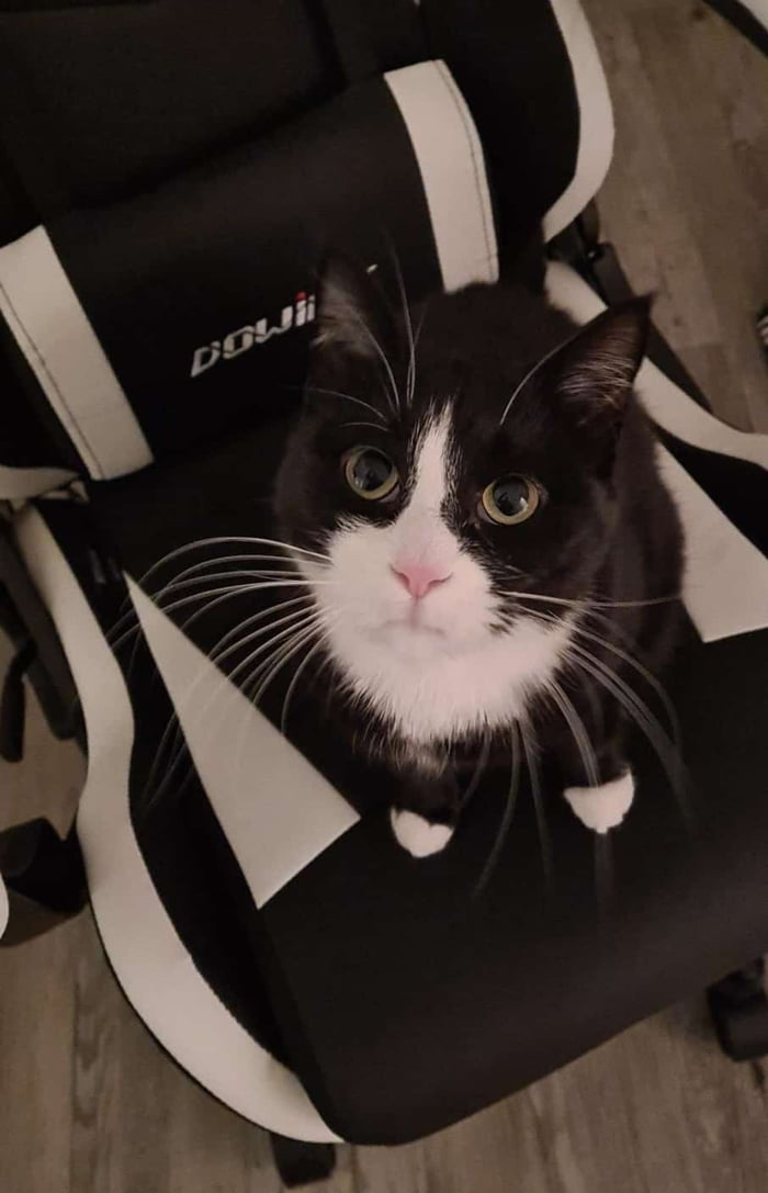 Unfortunately my little darling didn't make it. She had HCM and always ...