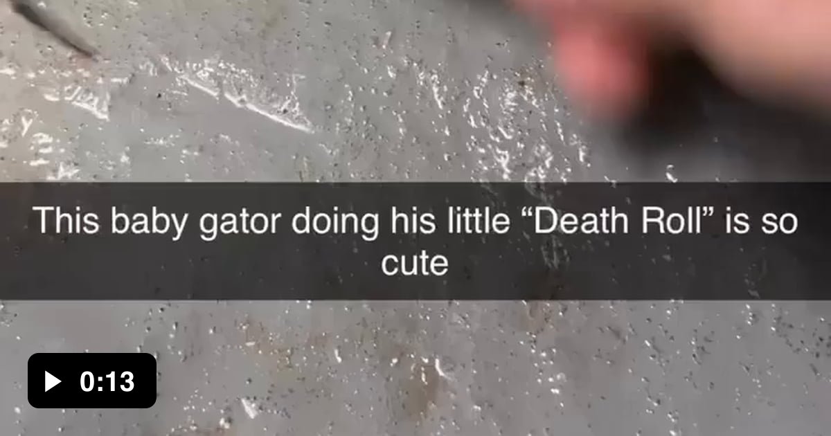Baby gator doing the death roll - 9GAG