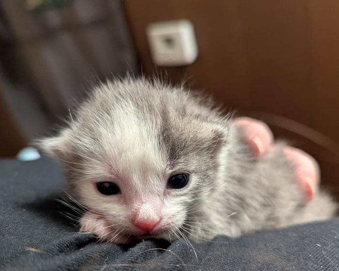 Meet Marbles :3c - 9GAG