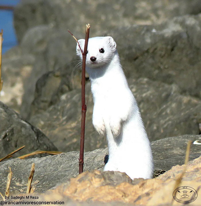 Have a break and enjoy this gorgeous smol boi! - 9GAG