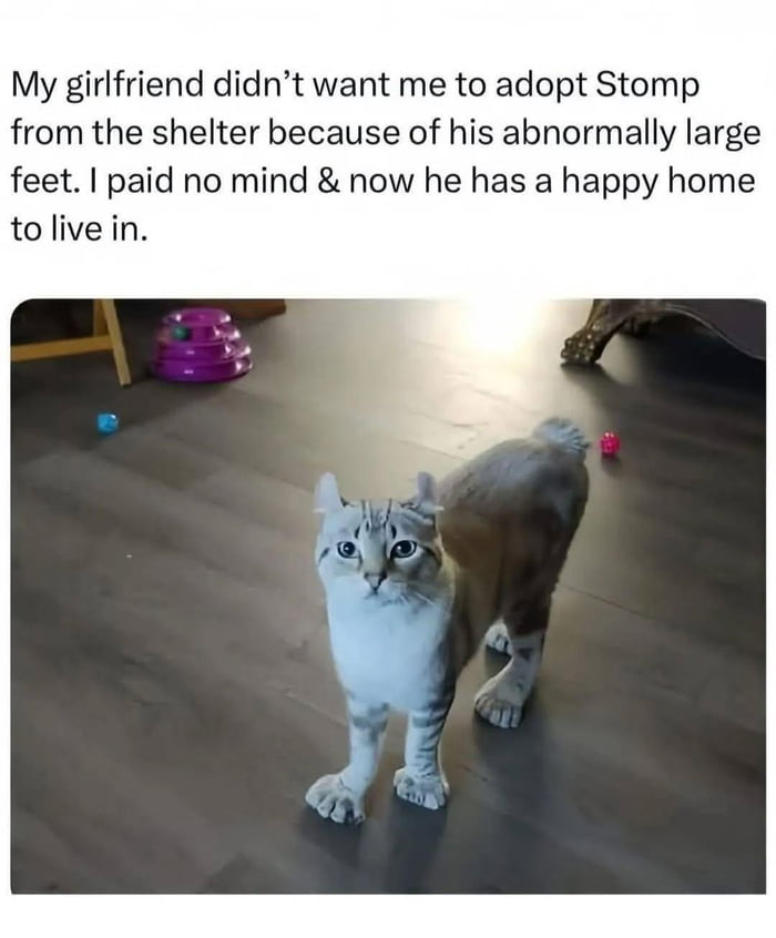 Every gato in a shelter deserves a home of their own! 🐈⬛ - 9GAG