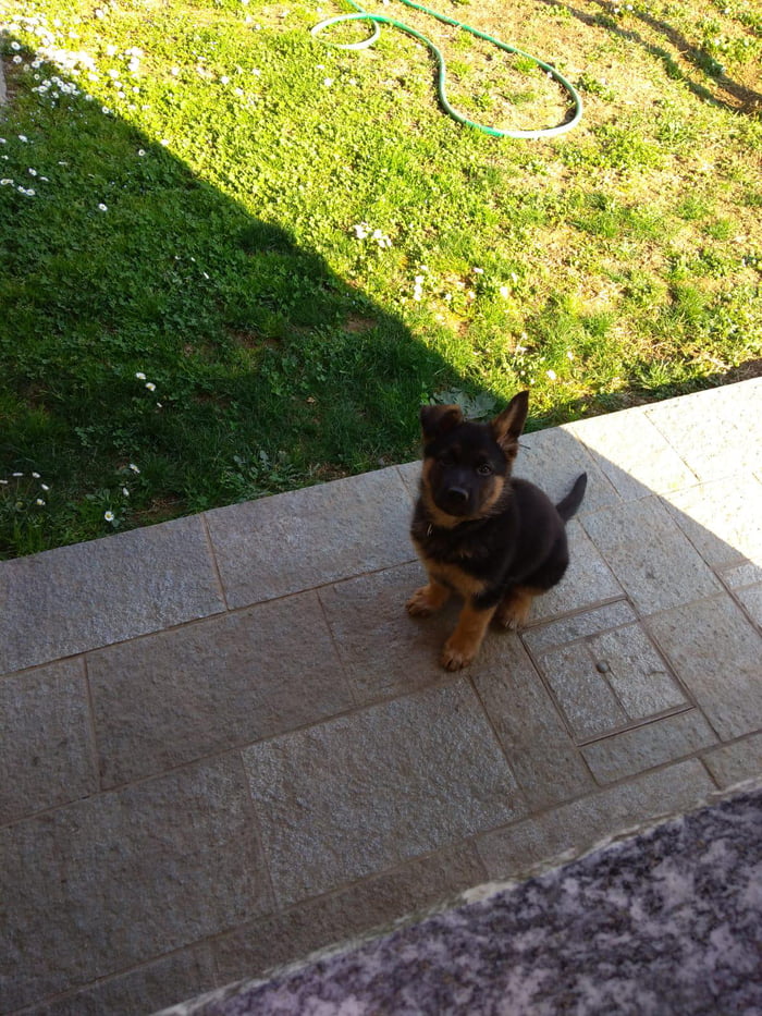 Welcome home buddy ️ - 9GAG