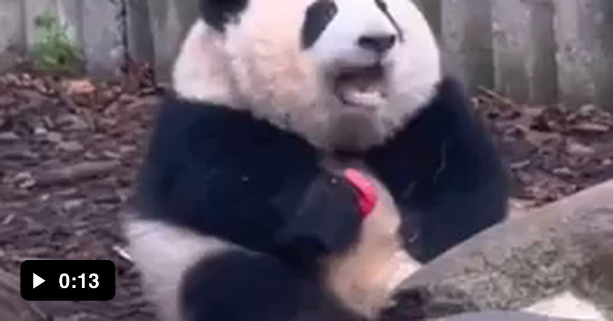 Chubby baby panda eating and apple - 9GAG