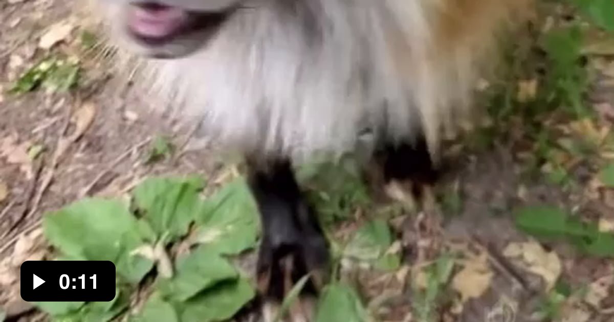 Dixie the fox gives a high five She’s a rescued fox from SaveAFox ...