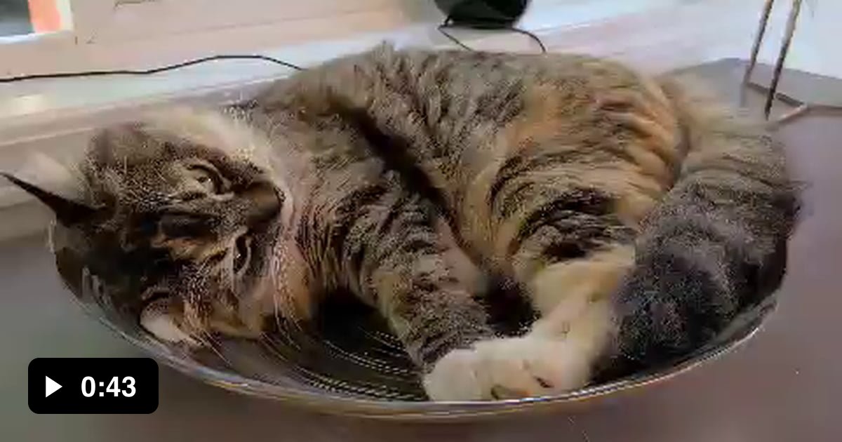 Jynxie cat wants you to relax - 9GAG