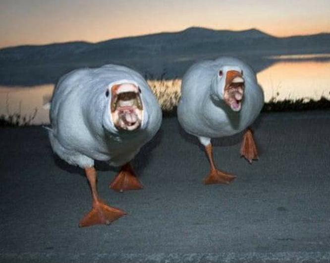 Aggressive Geese! - 9GAG