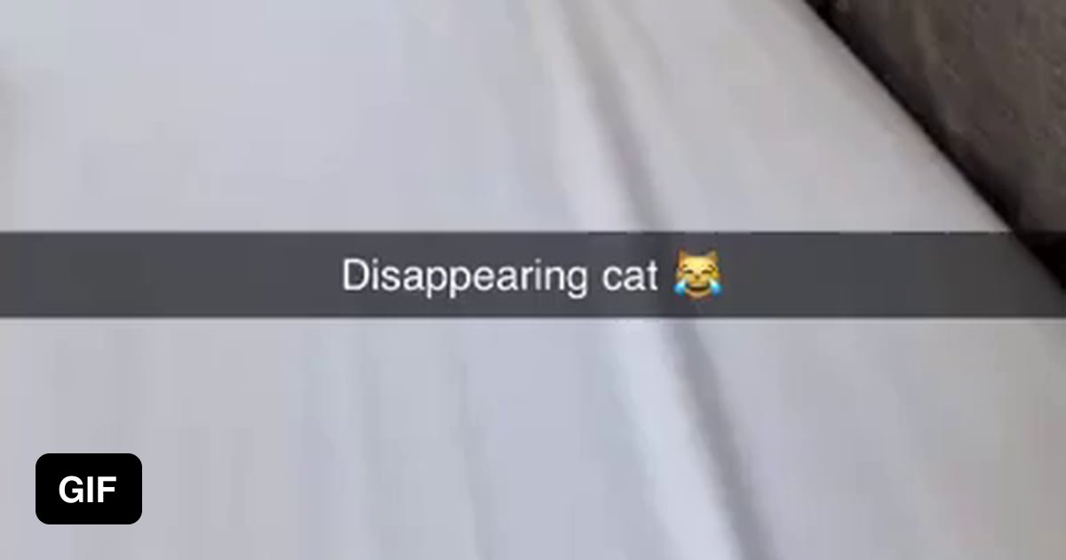 Disappearing cat... - 9GAG