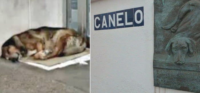 Like Hachiko there was a dog named Canelo the city of Cadiz Spain that ...