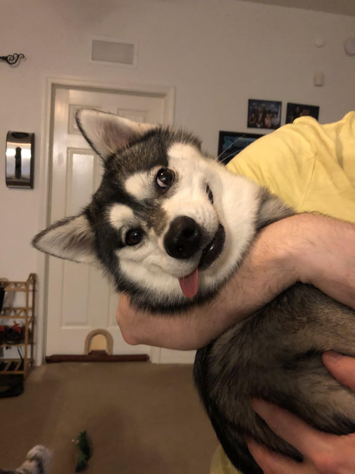 Klee Kai derp face - 9GAG
