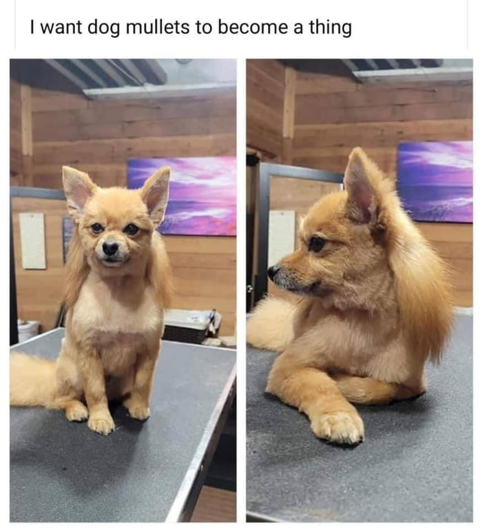 A Dog with a Mullet - 9GAG