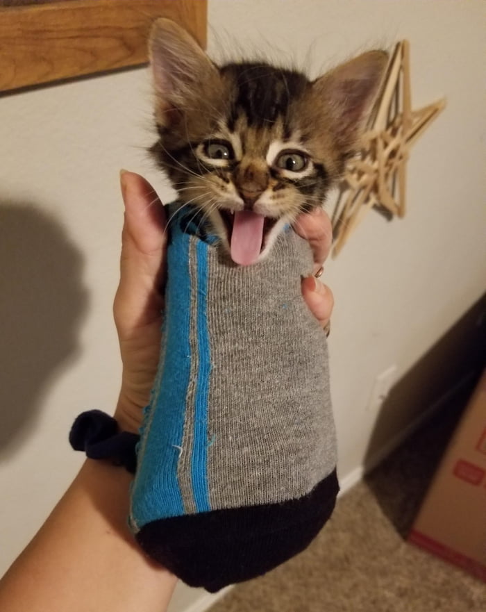 Itty-Bitty Hannibal Lecter Kitty - 9GAG