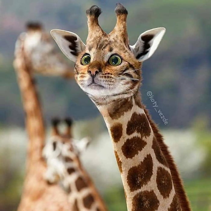 Jaraf or cat? - 9GAG