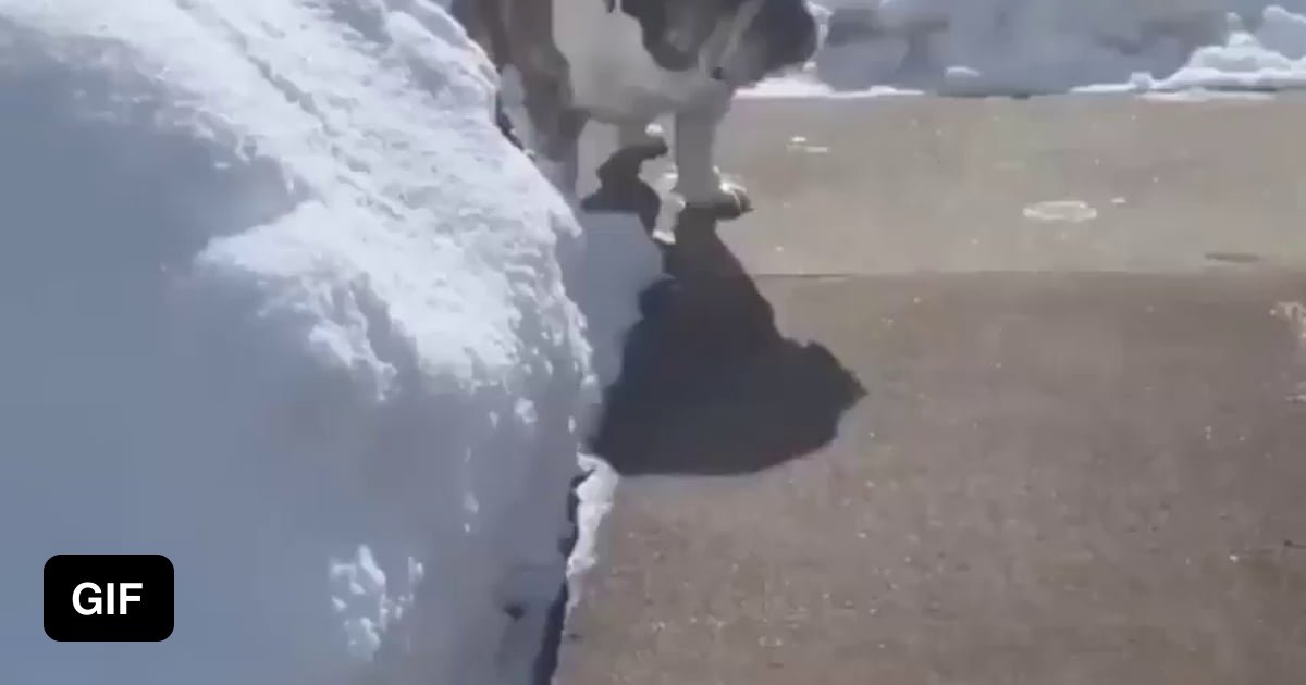 The Billdozer. - 9GAG