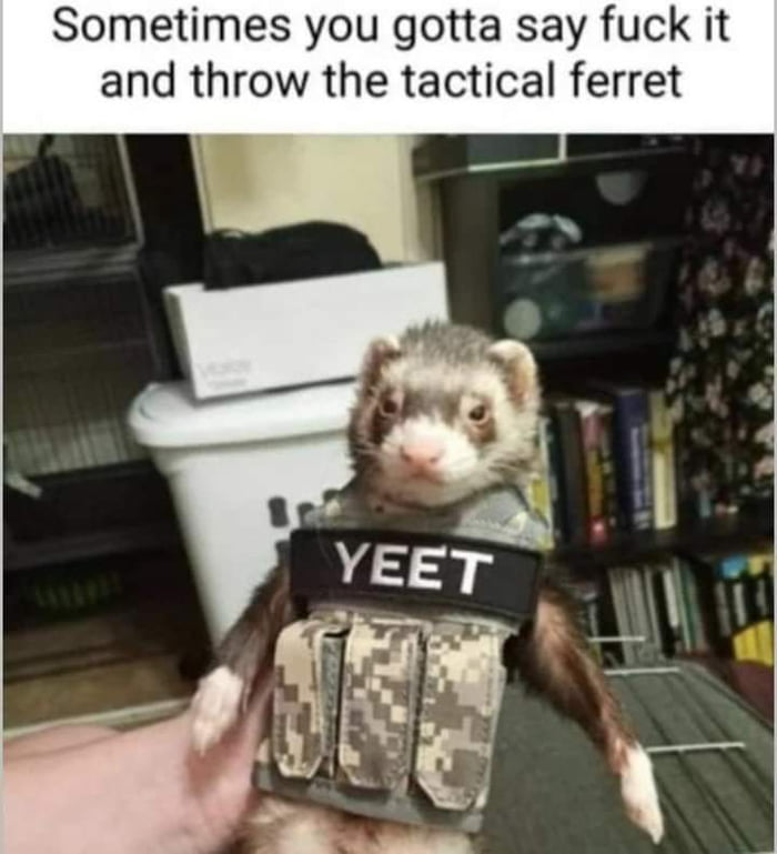 The tactical ferret of yeet - 9GAG