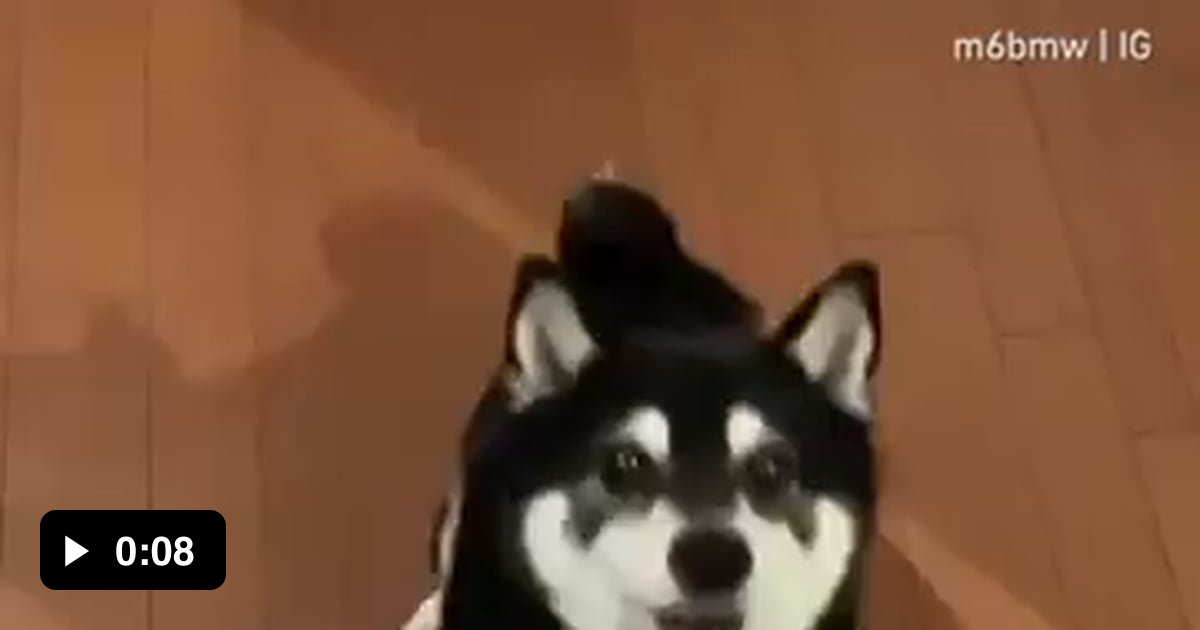 Black Shiba taps feet while waiting for the order to eat - 9GAG
