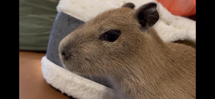 Capybara :) - 9GAG