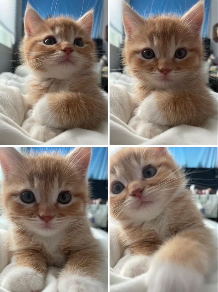 Aww so fluffy ♡ - 9GAG