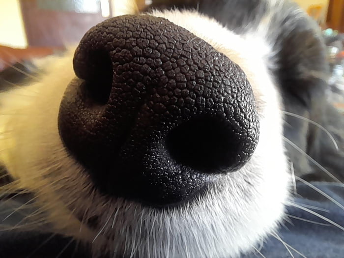 Sleepy boopable snoot - 9GAG