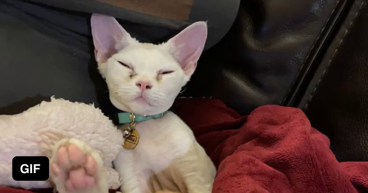 Smol kitty gets a bean tickle :) - 9GAG