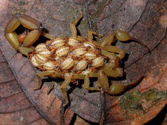 Baby scorpions (Scorplings) are born alive, not hatched from eggs like ...