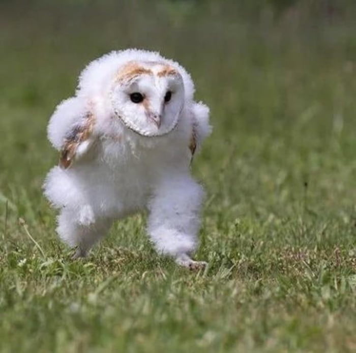 A running owl - 9GAG