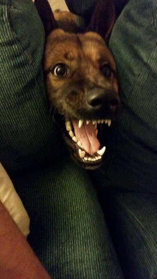 Here's Bernard! - 9GAG