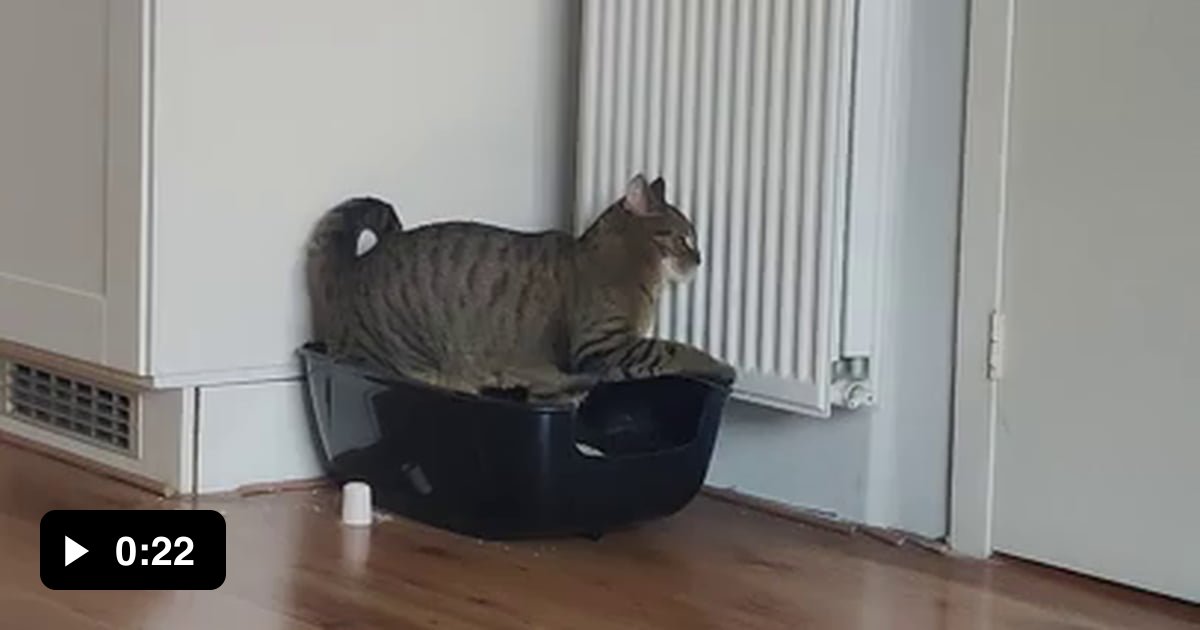 The little idiot thinks he's hiding his poo - 9GAG