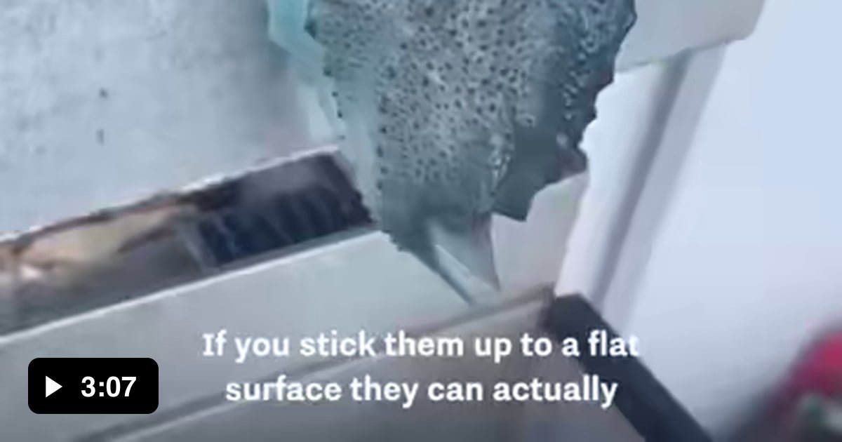 It seems fishy but hear this out. - 9GAG