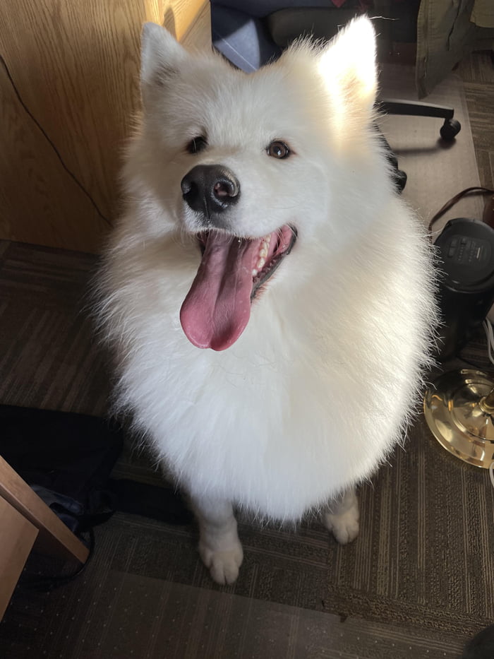 Rare Office Pupper - 9GAG