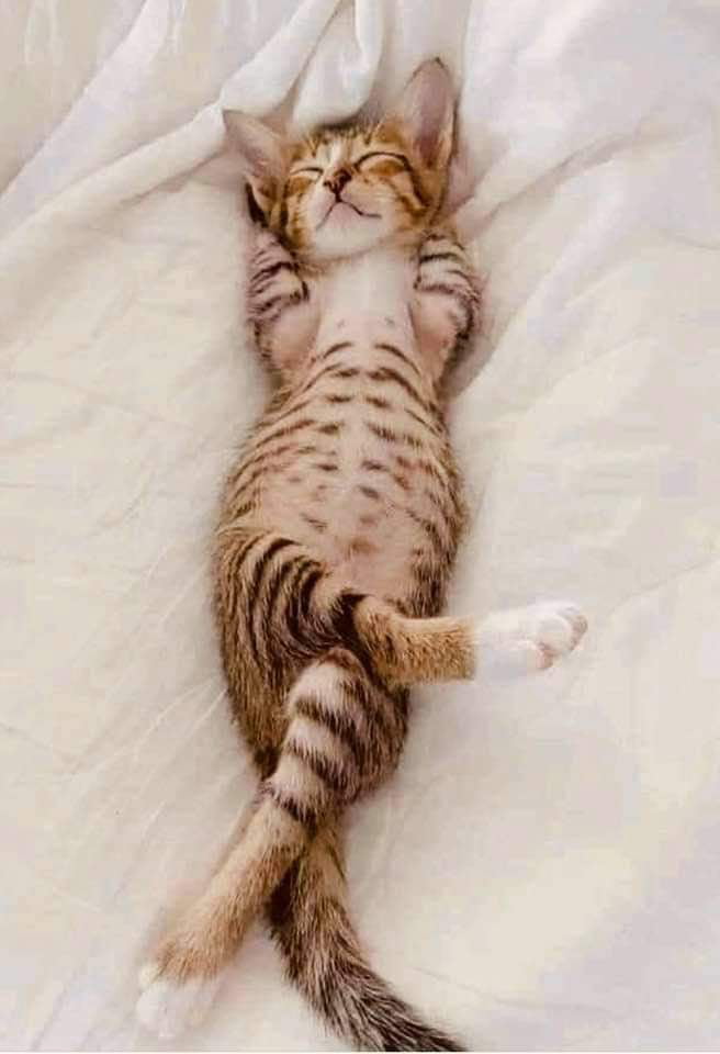 You have cat to let me rest right meow - 9GAG