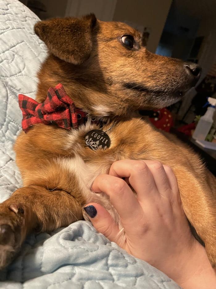 10/10 good boi - 9GAG