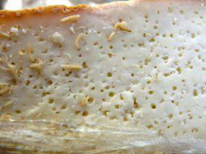 Casu Marzu is a Sardinian cheese that contains live maggots. The ...