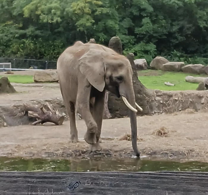 Is it just me or does this elephant look way too skinny??? - 9GAG