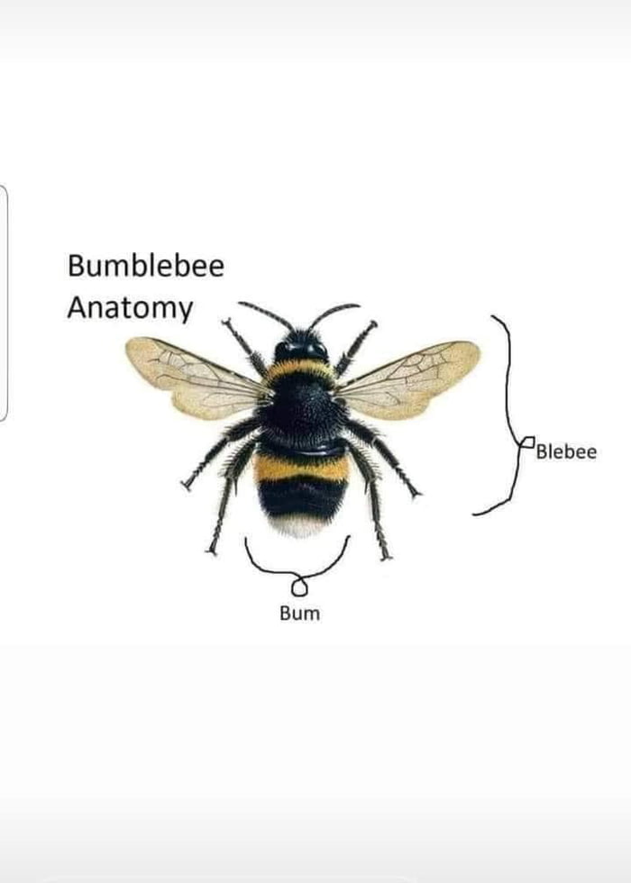 Anatomy of a bumblebee - 9GAG
