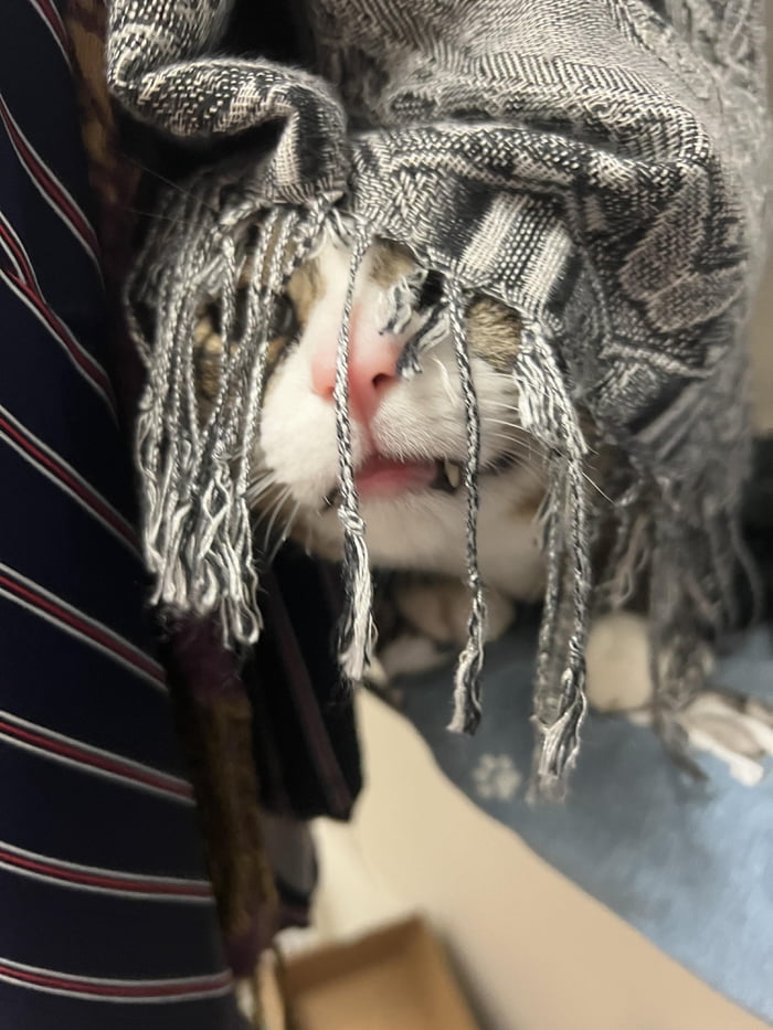 He enjoys the clothes rack - 9GAG