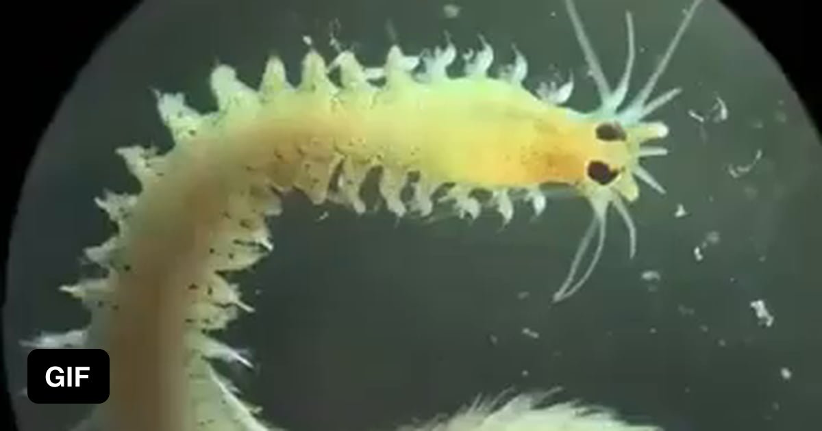 Look at the blood pulsating through this polychaete! - 9GAG