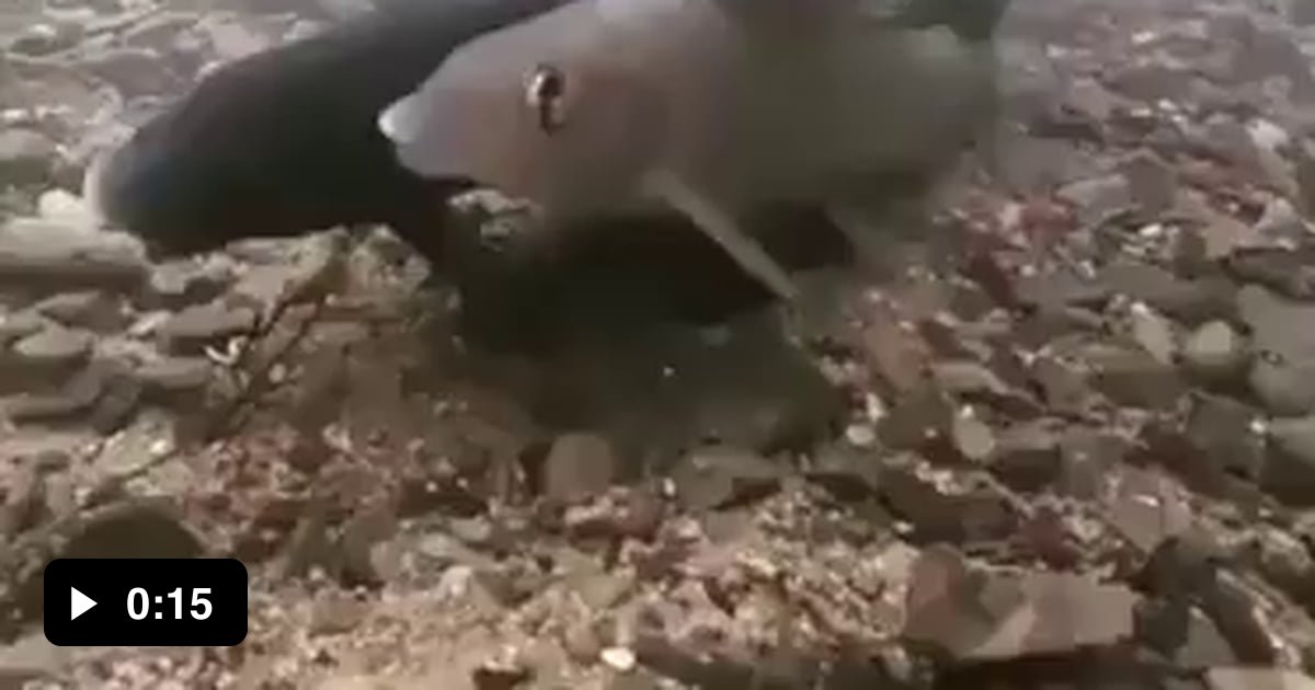 How fish do it - 9GAG