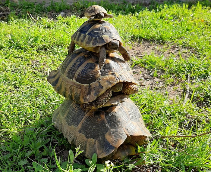 Turtle balancing - 9GAG