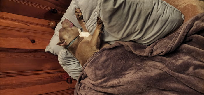 Post your pets fellas - dis Burrito taking a wee nap - 9GAG