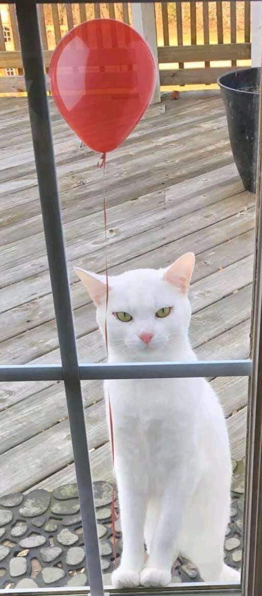 Kitty 9gag 8308