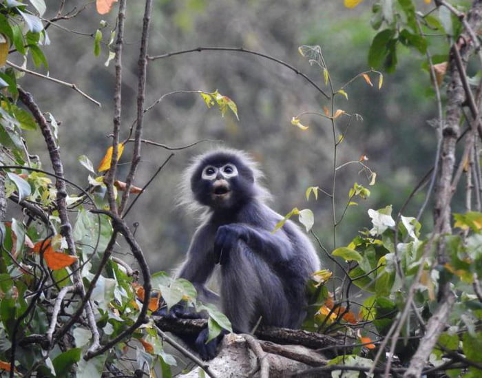 Popa Langur: new species of primate discovered in Myanmar - 9GAG