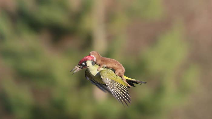 They are good friends :D A weasel riding a woodpecker - 9GAG